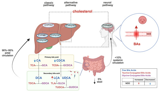 Research Progress on the Mechanism of Bile Acids and Their Receptors in ...