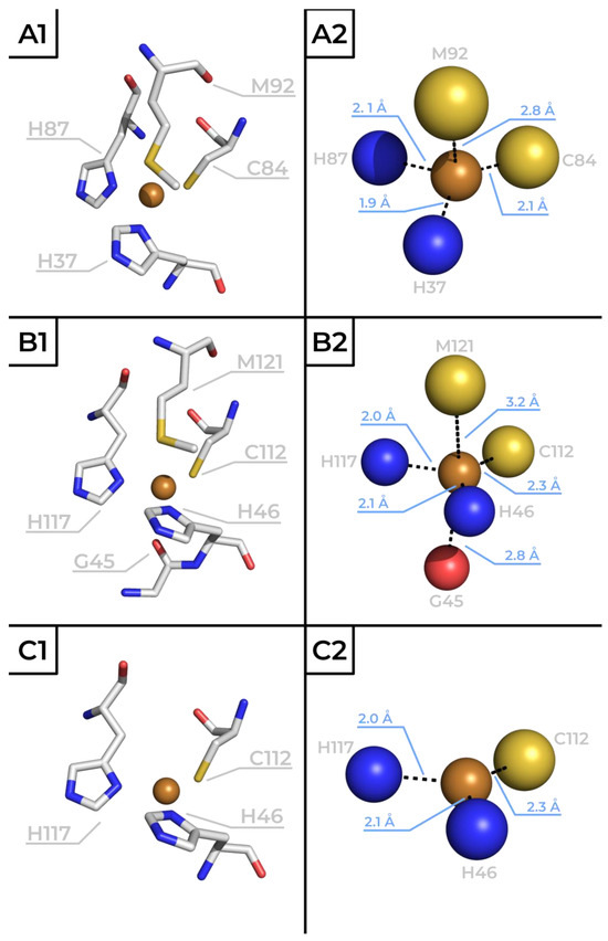Azurin: A Model to Study a Metal Coordination Sphere or Electron ...