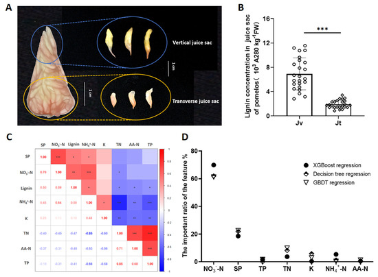 Nitrate Modulates Fruit Lignification by Regulating CgLAC3 Expression ...