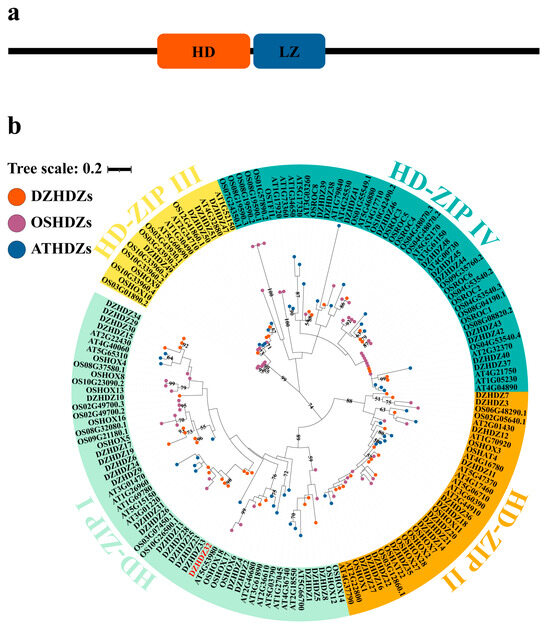 An HD-ZIP I Transcription Factor DZHDZ32 Upregulates Diosgenin ...