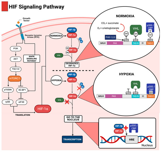 HIF-1α Pathway in COVID-19: A Scoping Review of Its Modulation and ...