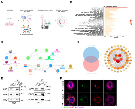 USO1 Coordinates Centriolar Satellites to Regulate Male Germ Cell ...