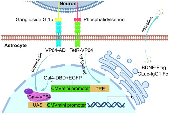 In Situ synNotch-Programmed Astrocytes Sense and Attenuate Neuronal ...