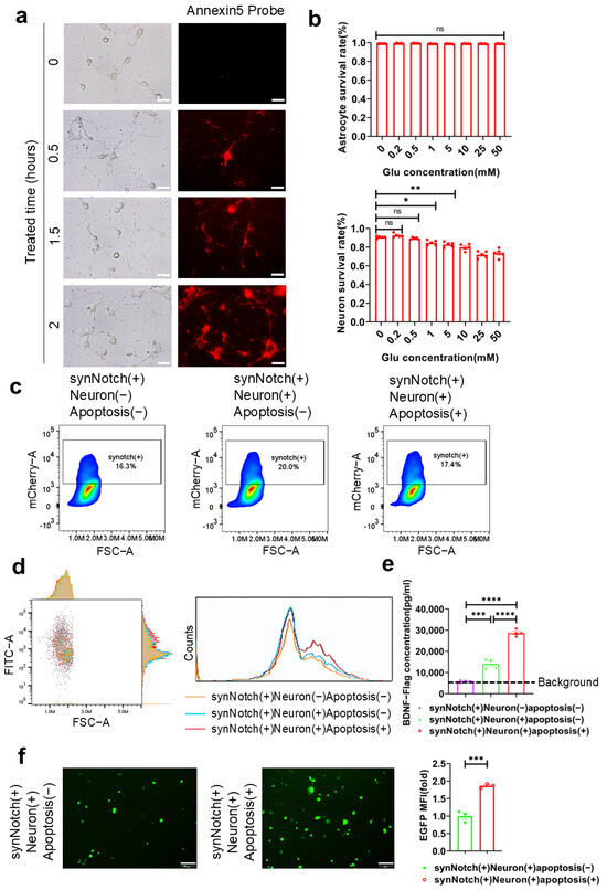 In Situ synNotch-Programmed Astrocytes Sense and Attenuate Neuronal ...