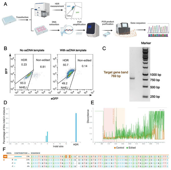 CRISPR/Cas9 Ribonucleoprotein Delivery Enhanced by Lipo-Xenopeptide ...