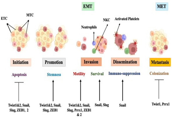 Molecular Mechanisms Regulating Epithelial Mesenchymal Transition (EMT ...