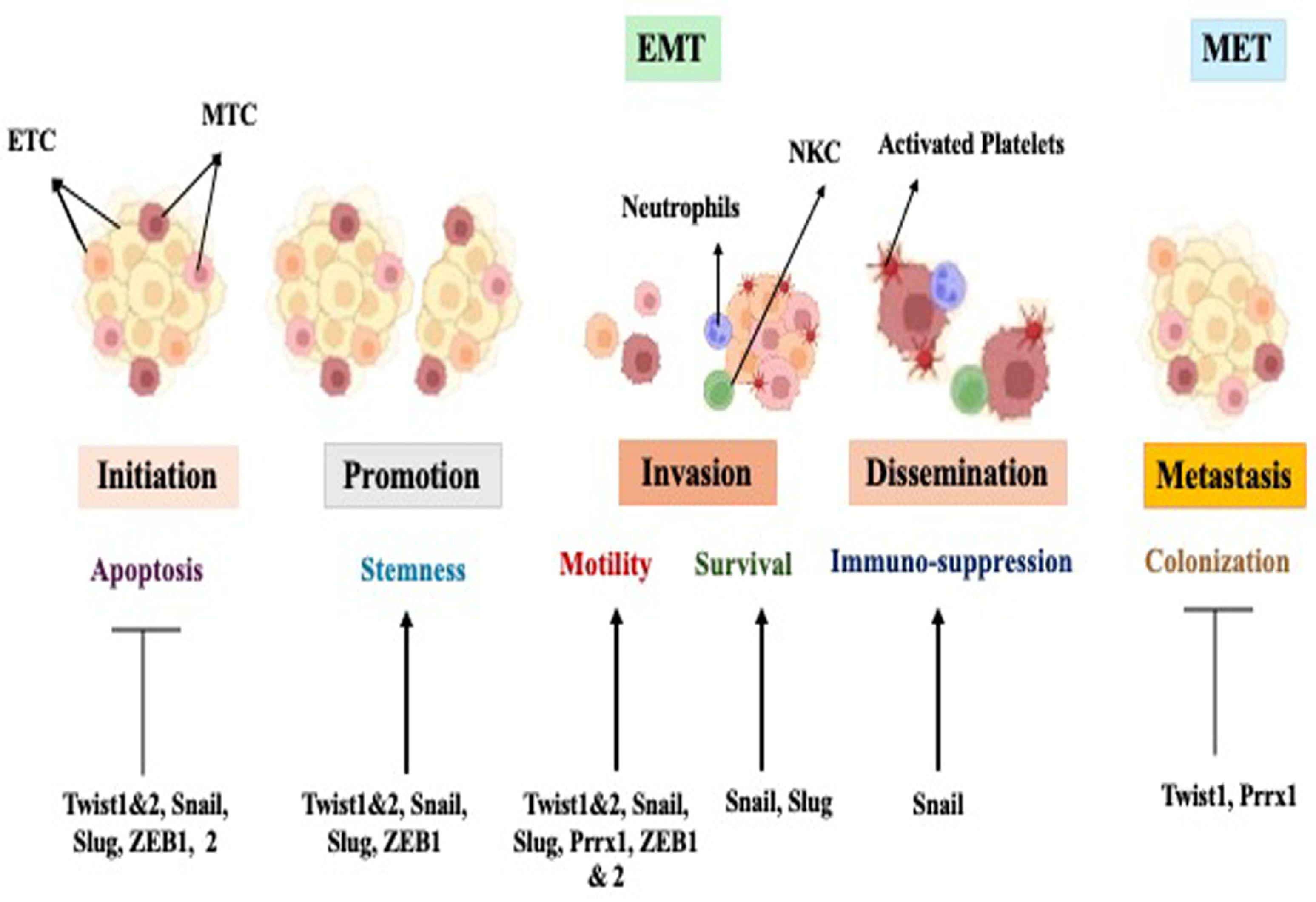 Molecular Mechanisms Regulating Epithelial Mesenchymal Transition (EMT ...