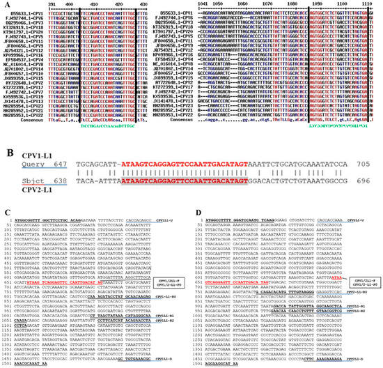 A Universal and Quantitative PCR Strategy for Detection and ...
