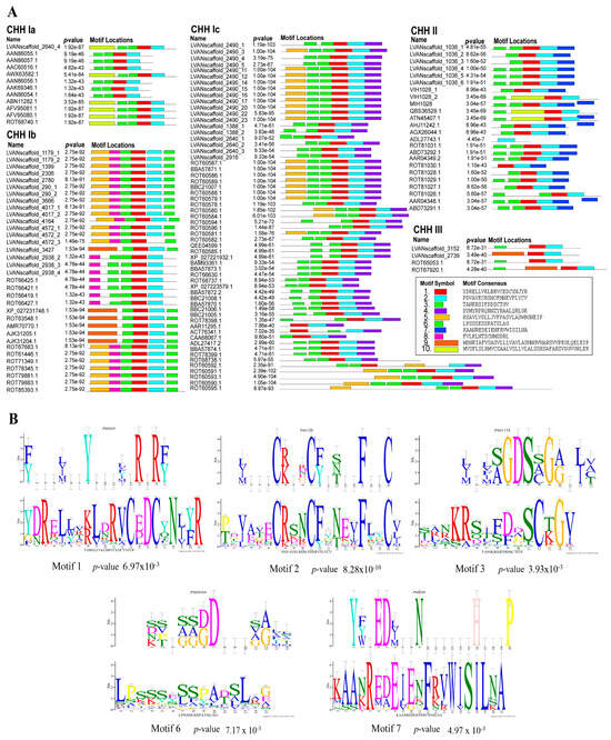 Identification and Functional Analysis of a Key Gene in the CHH Gene ...