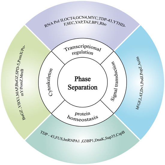 Phase Separation: Orchestrating Biological Adaptations to Environmental ...