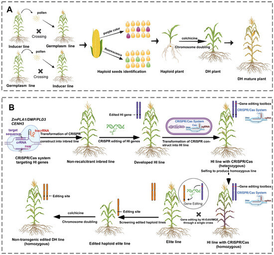 Advances in Genome Editing Through Haploid Induction Systems