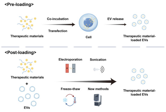 Extracellular Vesicle-Based Drug Delivery Systems in Cancer Therapy