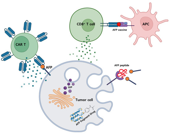 Exploring the Multifunctional Role of Alpha-Fetoprotein in Cancer ...