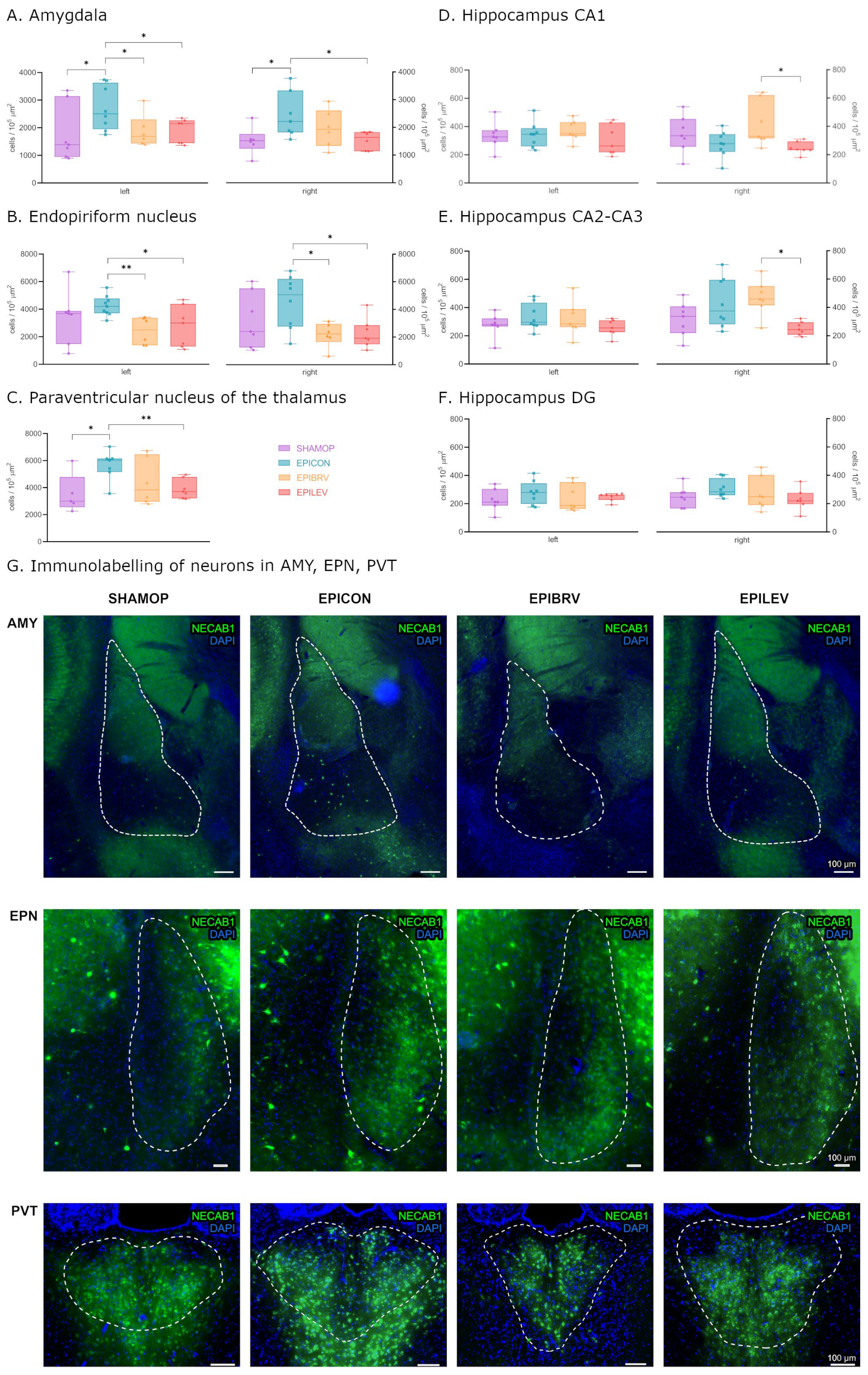 Distribution of NECAB1-Positive Neurons in Normal and Epileptic Brain ...
