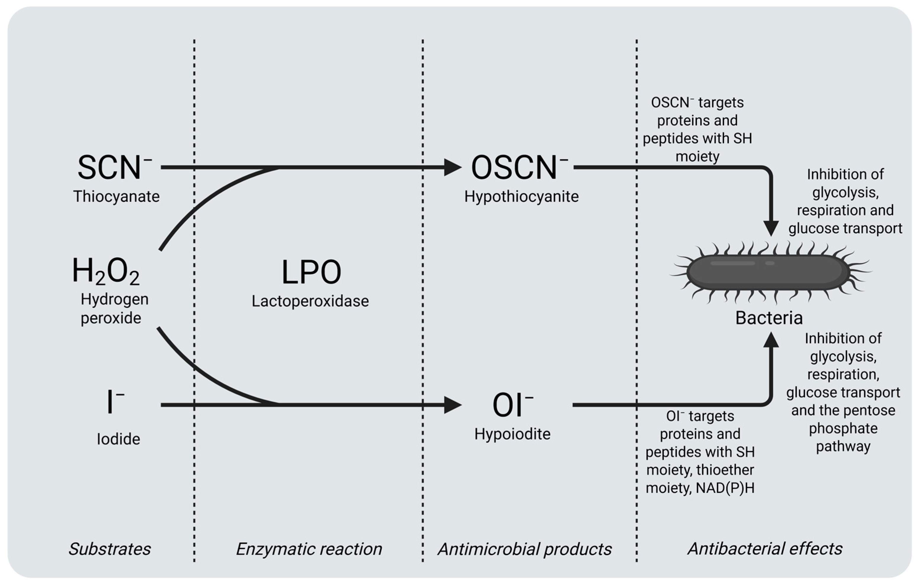 Lactoperoxidase: Properties, Functions, and Potential Applications