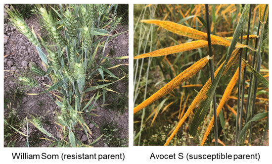 QTL Mapping and Developing KASP Markers for High-Temperature Adult ...