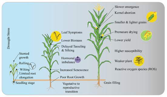 Resilience of Maize to Environmental Stress: Insights into Drought and ...