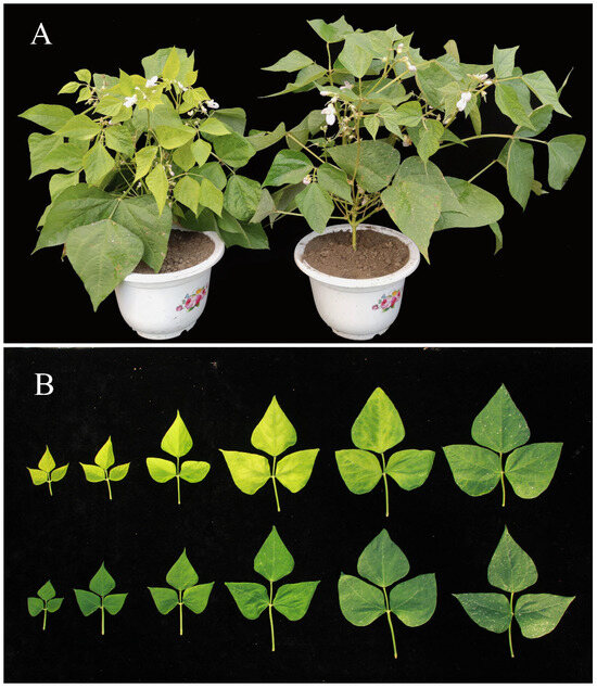 Fine Mapping and Screening of Candidate Gene for Yellow-to-Green ...