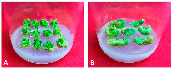 Transcriptome and Endogenous Hormone Analysis Reveals the Molecular ...