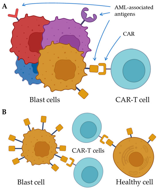 The Problem of Molecular Target Choice for CAR-T Cells in Acute Myeloid Leukemia Therapy