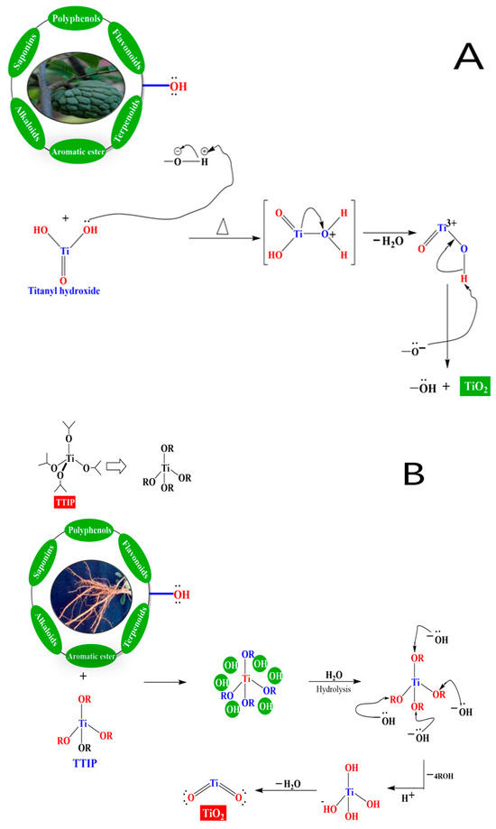 Green Synthesis of Titanium Dioxide Nanoparticles: Physicochemical ...