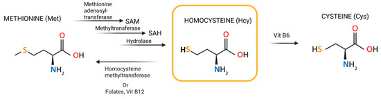 Homocysteinylation of Fibrinogen: A Post-Translational Link to Thrombosis