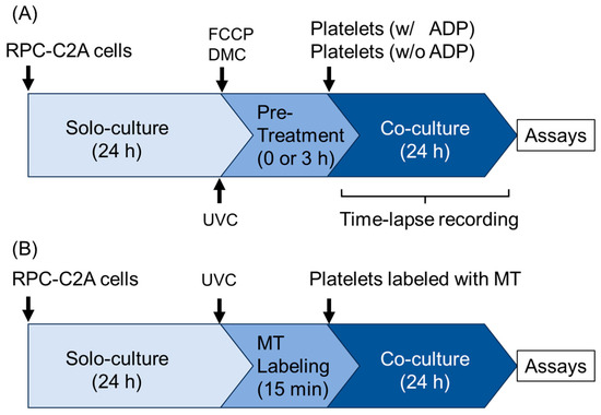 Mitochondrial Transfer from Human Platelets to Rat Dental Pulp-Derived ...