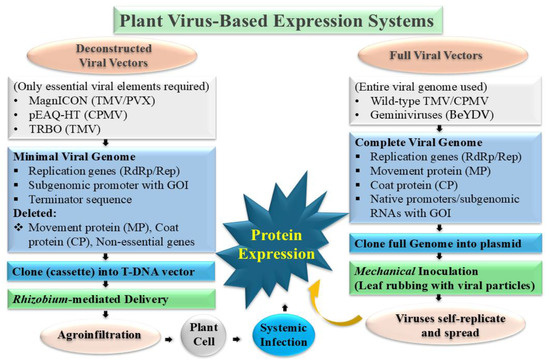 Harnessing Transient Expression Systems with Plant Viral Vectors for ...