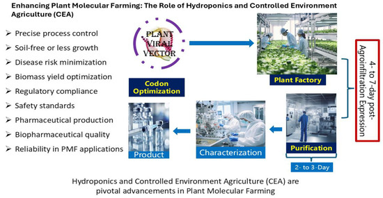 Harnessing Transient Expression Systems with Plant Viral Vectors for ...