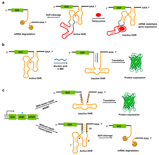 Hammerhead Ribozymes: Structural Insights, Catalytic Mechanisms, and ...