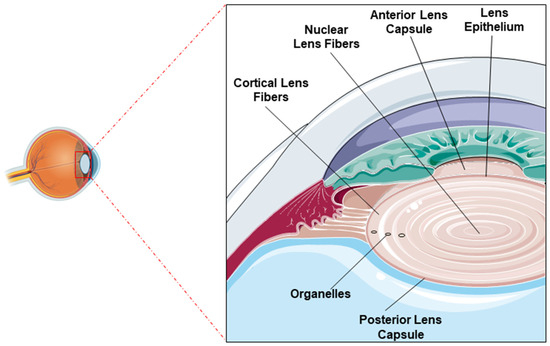 Pharmacological Strategies for Cataract Management: From Molecular ...