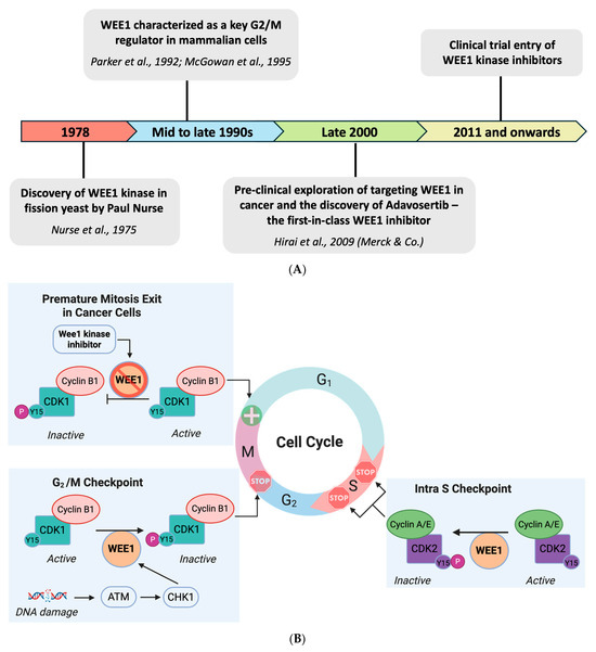 Targeting WEE1 Kinase for Breast Cancer Therapeutics: An Update