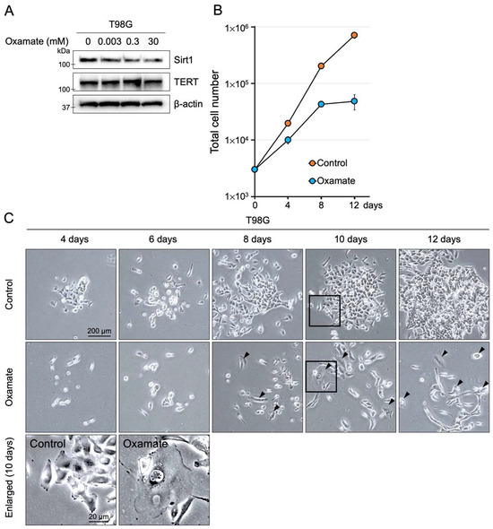 Oxamate, an LDHA Inhibitor, Inhibits Stemness, Including EMT and High ...