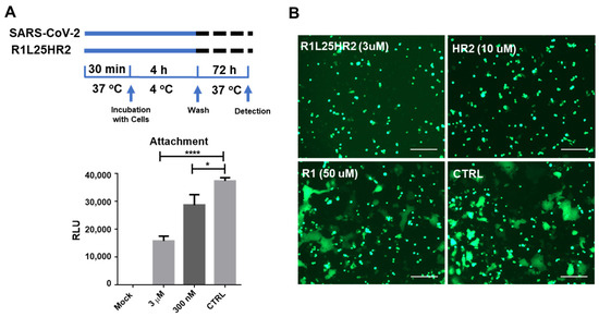 A Dual-Targeting Peptide Inhibitor Simultaneously Blocking Viral Attachment and Membrane Fusion ...