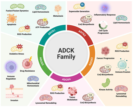 The ADCK Kinase Family: Key Regulators of Bioenergetics and ...