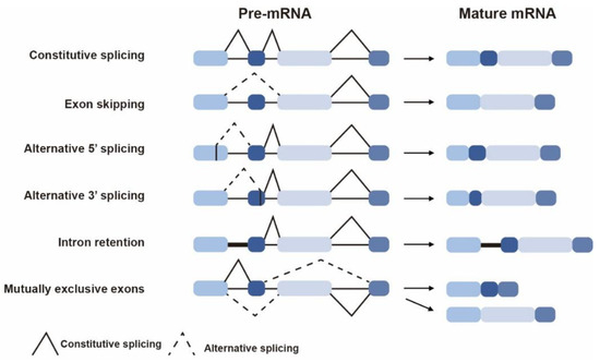 Alternative Splicing of Functional Genes in Plant Growth, Development ...