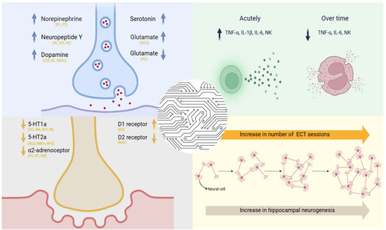 Neurobiological Mechanisms of Electroconvulsive Therapy: Molecular Perspectives of Brain Stimulation