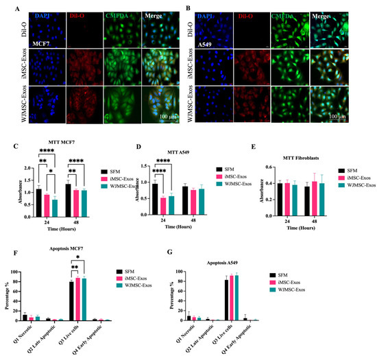 Exosomes Derived from Induced and Wharton’s Jelly-Derived Mesenchymal ...