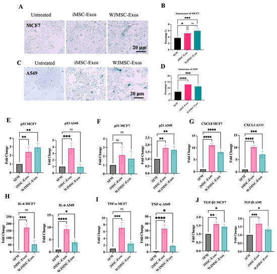 Exosomes Derived from Induced and Wharton’s Jelly-Derived Mesenchymal ...