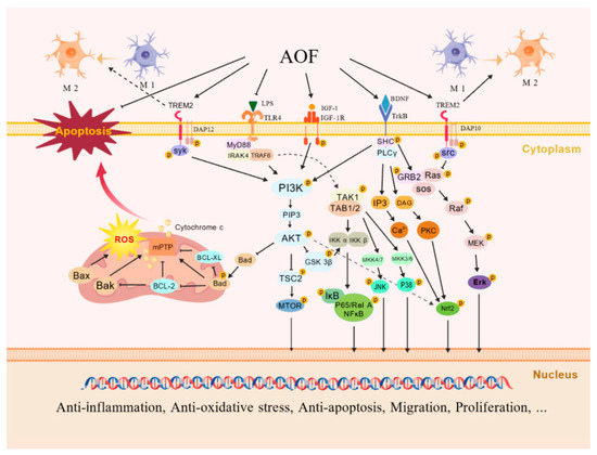 Neuroprotective Effects and Mechanisms of Alpiniae oxyphyllae Fructus ...