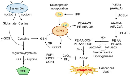 Emerging Therapeutic Strategies Targeting GPX4-Mediated Ferroptosis in ...