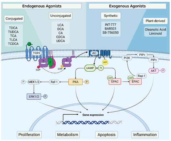 The Critical Role of the Bile Acid Receptor TGR5 in Energy Homeostasis ...