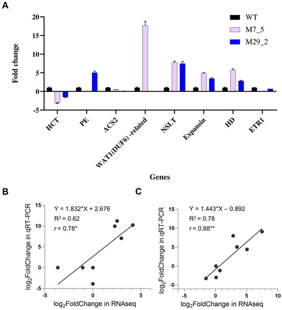 Comparative Transcriptome Analysis in Tomato Fruit Reveals Genes ...