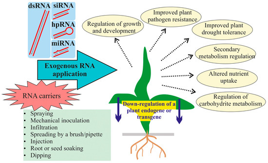 Regulation of Plant Genes with Exogenous RNAs