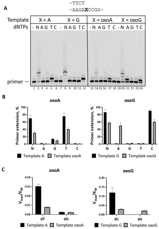Accurate DNA Synthesis Across 8-Oxoadenine by Human PrimPol