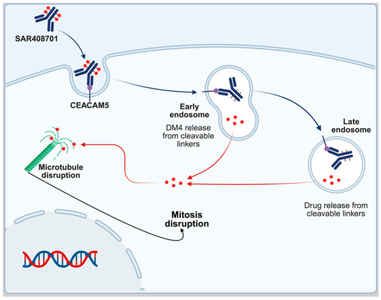 Innovative Peptide Therapeutics in the Pipeline: Transforming Cancer ...