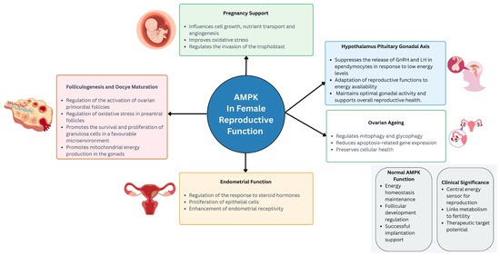 Role of AMP-Activated Protein Kinase (AMPK) in Female Reproduction: A Review
