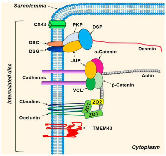 Transmembrane Protein 43: Molecular and Pathogenetic Implications in ...