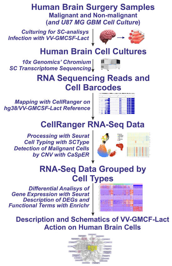 Single-Cell Transcriptomic Changes in Patient-Derived Glioma and U87 ...