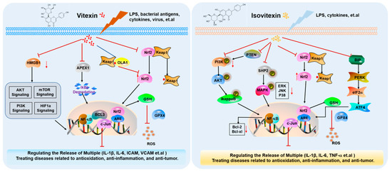 Dietary Flavonoids Vitexin and Isovitexin: New Insights into Their ...